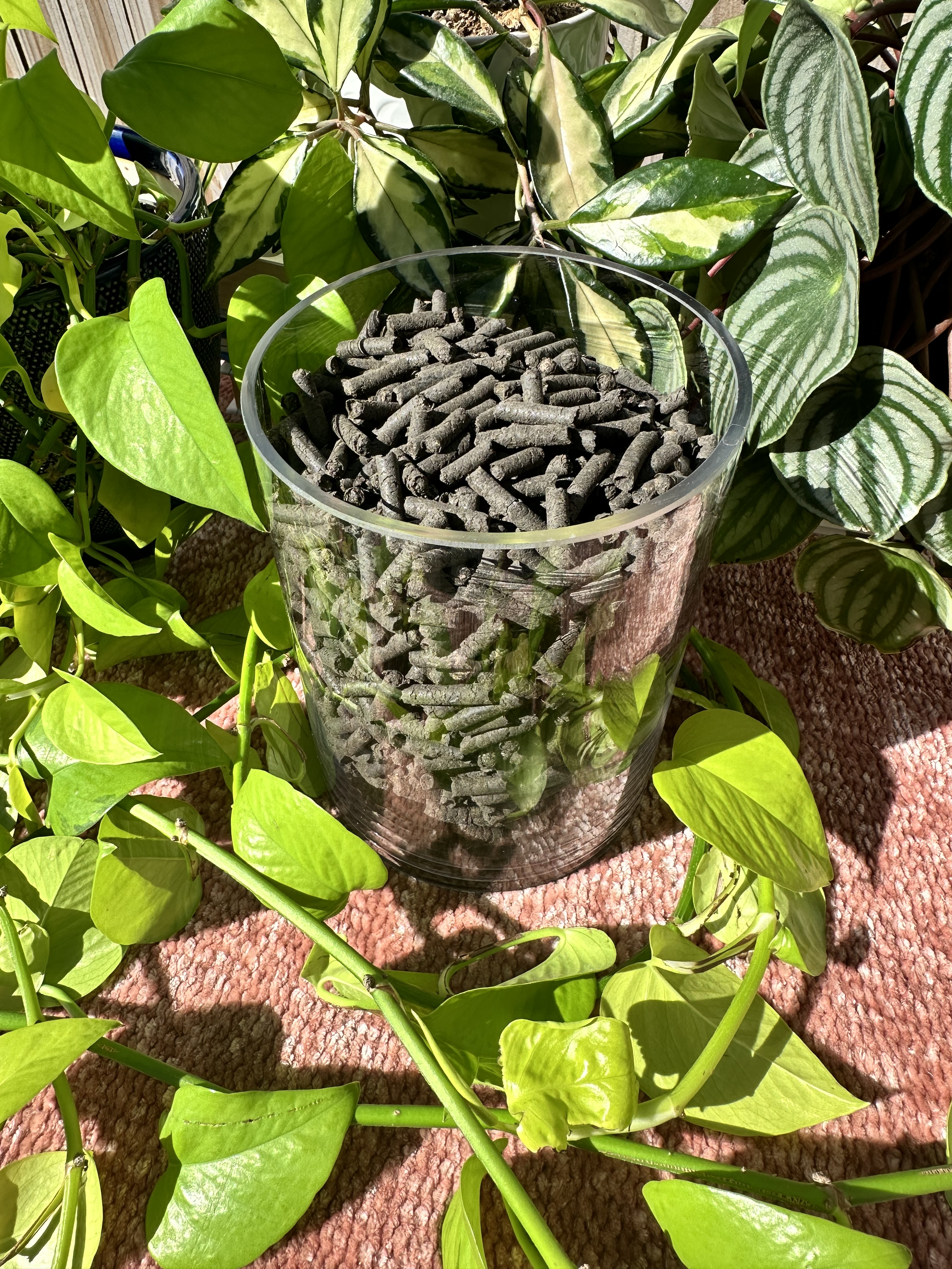 Gardening Tips From Carbon Chicken Innovation Farm - Carbon Chicken