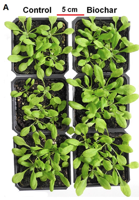 Home - Carbon Chicken